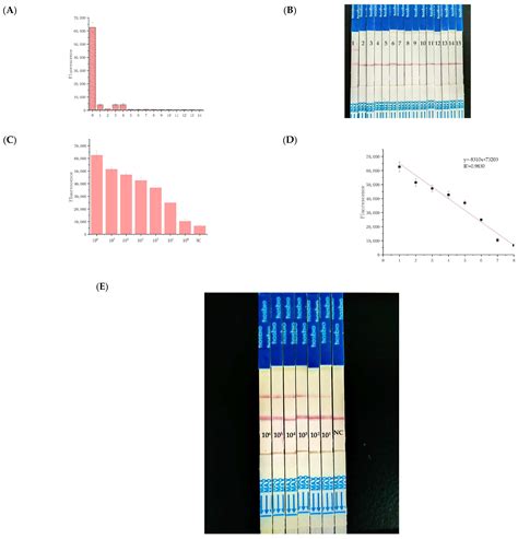 An Rpa Based Crispr Cas12a Assay In Combination With A Lateral Flow Assay For The Rapid