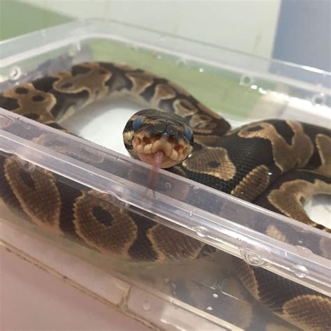 Guía Básica Pitón Real Kiwiexoticos