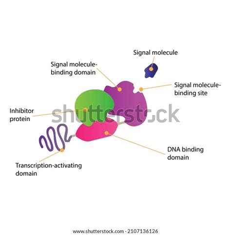 18 Intracellular Drug Stock Vectors Images And Vector Art Shutterstock