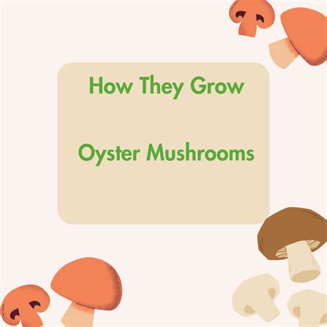 How They Grow Oyster Mushrooms Mushroom Producer Organisation