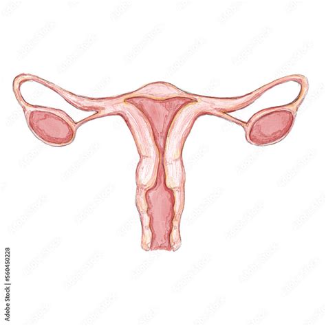Female Reproductive System Woman Gynecology Anatomy Health Hand Drawn