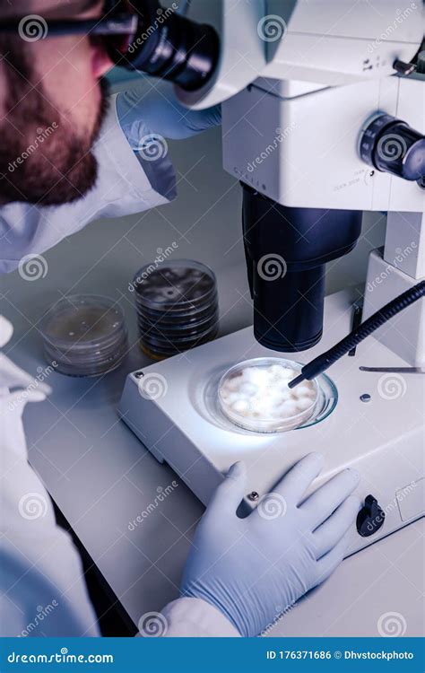 Scientific Handling A Light Stereomicroscope Examines A Culture In A