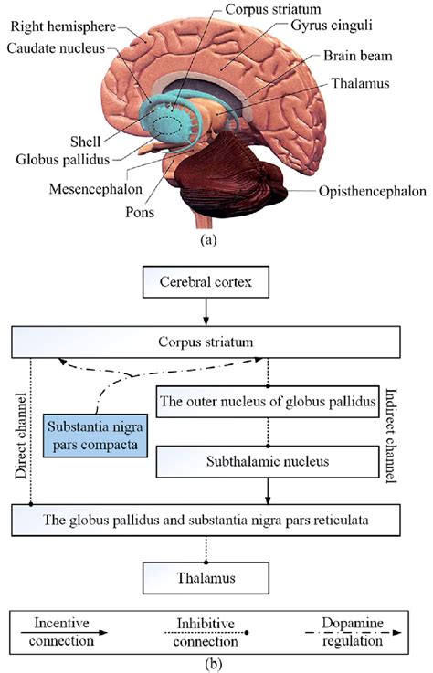 Basal Ganglia A Structure Of Basal Ganglia B Interaction Download Scientific Diagram