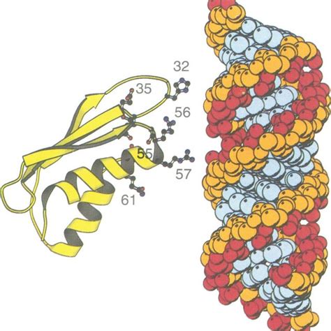 Model Of The Interaction Between The Dsrbd And 20 Bp Of A Form Rna
