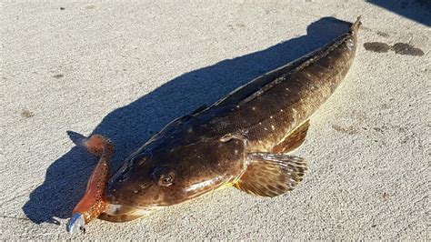 Download Flathead Fish On Sand Wallpaper