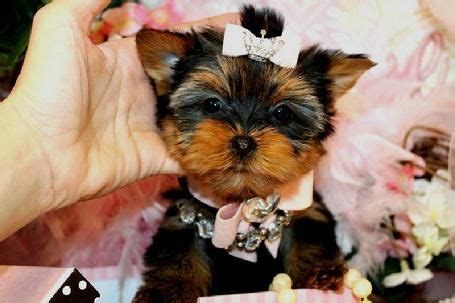 Cute Adorable Male And Female Teacup Yorkshire Puppies For Adoption