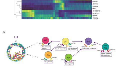 The Rna Velocity And Trajectory Analyses Of Gcs A Latent Time In The Download Scientific
