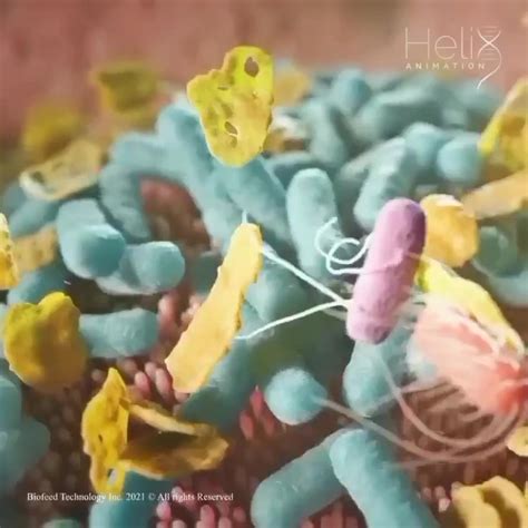 This 3d Visualization Depicts The Animal Intestinal Environment Credit