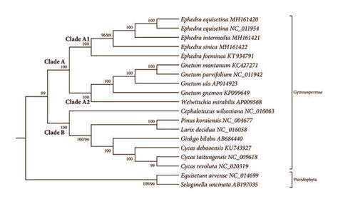 Phylogenetic Trees Constructed Using Ml And Mp Methods Based On Common Download Scientific