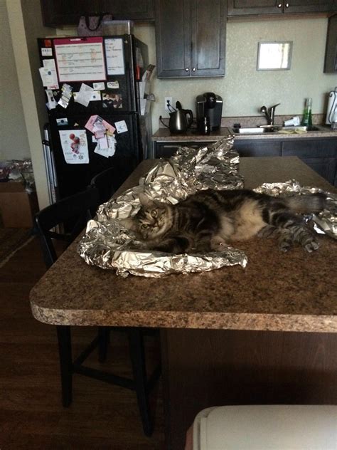 Tin Foil Training Not Working Any Suggestions Imgur