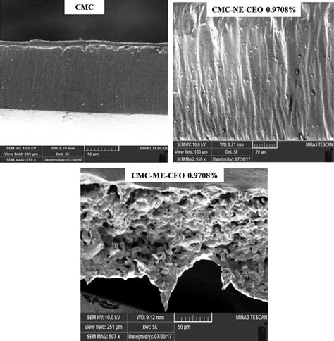 Scanning Electron Microscopy SEM Images Of The Crosssection Of The Download Scientific