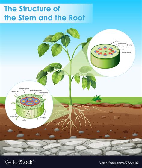 Diagram Showing Structure Stem And Root Royalty Free Vector