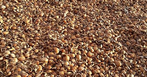Hazelnut Shells Are Used As Mulch Imgur