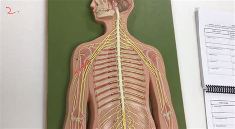 Plexus On Model Flashcards Quizlet