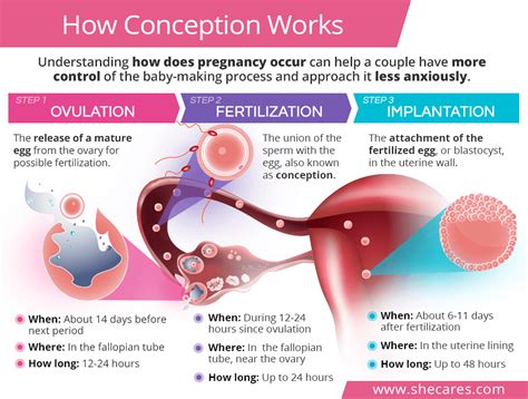 Fertilization Process Human Science That Works
