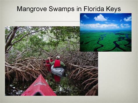 Biological Productivity In The Ocean Part I Overview