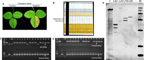 Verification Of Fvc5sd Overexpressing Transgenic Soybean Plants A