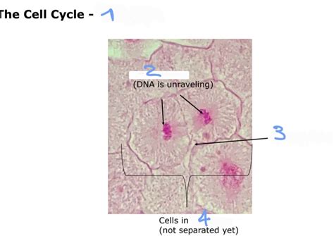Lab Practical Part 2 Diagram Quizlet