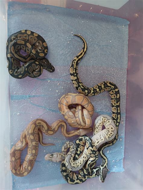 Ball Python Babies Ball Pythons Morphmarket Reptile Community Ball Python Babies Ball Pythons Morphmarket Reptile Community