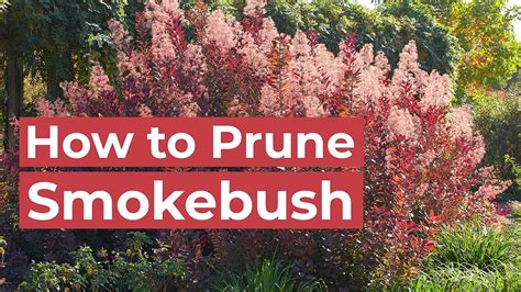 How To Prune A Smoke Tree For Optimal Growth And Beauty