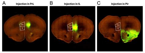 Figure S2 The Anterior Piriform Cortex Pir Projects To The Ventral