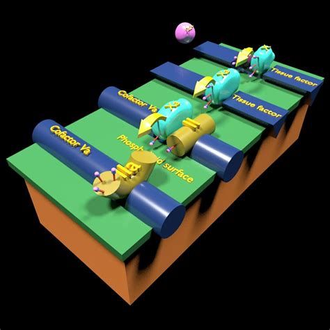 3d File 3d Coagulation Cascade Common Pathway 🩸・model To Download And