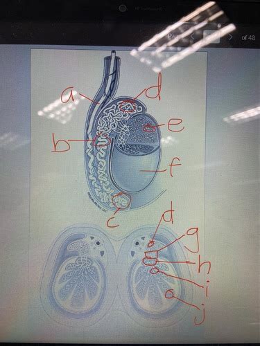 Bio 212 Activity 21 The Reproductive System Flashcards Quizlet
