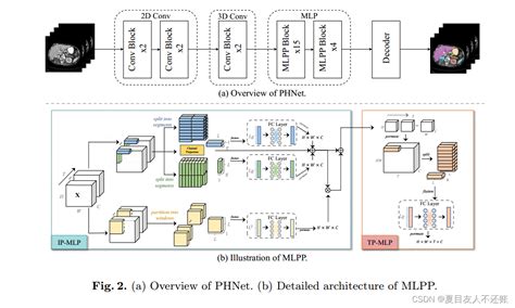 A Permutable Hybrid Network For Volumetric Medical Image Segmentation