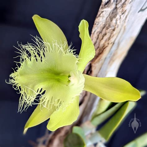 Honduras National Flower Orchid Best Flower Site