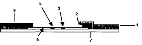 Ochratoxin A Fluorescence Detection Test Strip And Application Thereof Eureka Patsnap