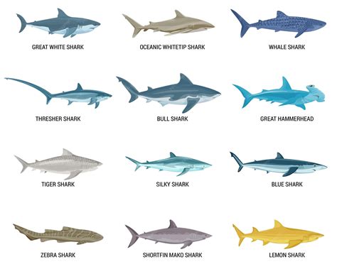 Types Of Sharks