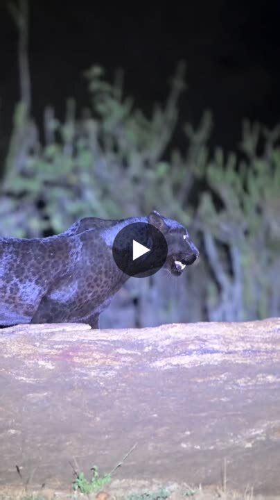 A Rare Sighting Of A Black Panther Melanistic Leopard In The Wild