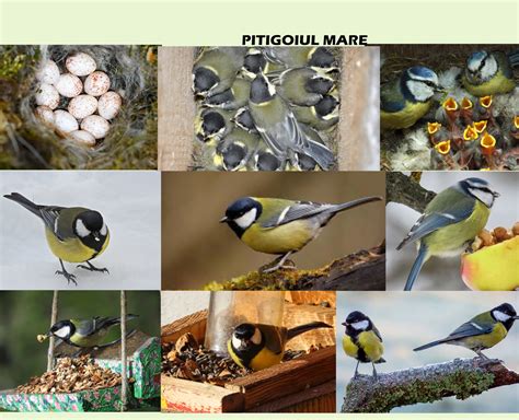 Pitigoiul Mare Parus Major Vezi Aici Profu De Geogra Facebook
