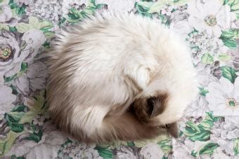 12 Cat Sleeping Positions and Their Meanings | LoveToKnow