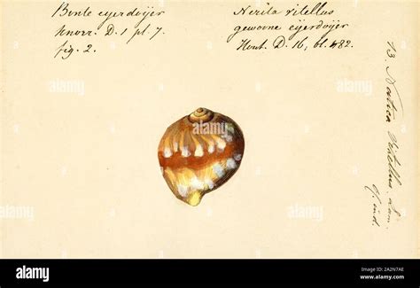 Natica Vitellus Print Natica Vittellus Is A Species Of Predatory Sea