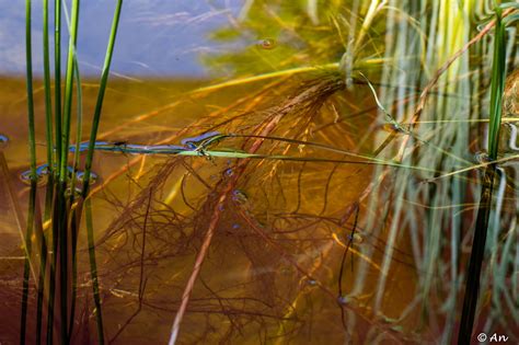 Das Leben Unter Wasser