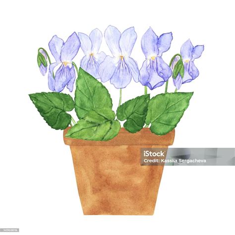 흰색 배경에 고립 된 점토 냄비에있는 나무 보라색 꽃 수채화 손 그리기 그림 디자인을위한 비올라 오도라타 요소 0명에 대한 스톡 벡터 아트 및 기타 이미지 Istock