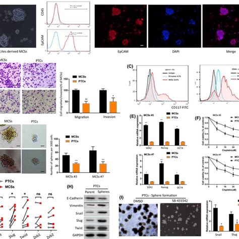 Human Oc Ascites‐derived Mcss Exhibit A Stem Cell‐like Phenotype A