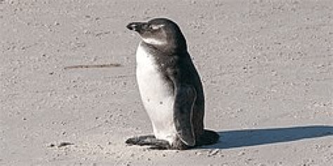 Book Review Linux Basics For Hackers By OccupyTheWeb DEV Community