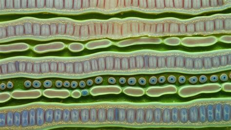Microscopic View Of Tissue Layers Showcasing Vibrant Cellular Structures Premium Ai Generated