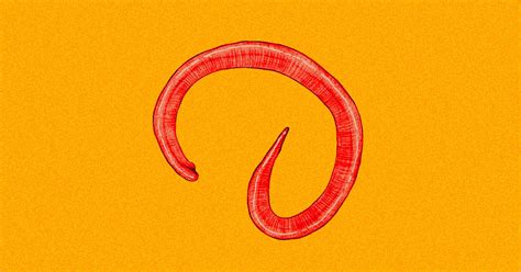 Doctors Stunned To Find A Live Worm Inside A Patient S Brain