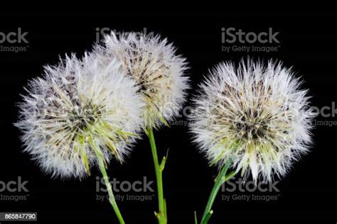 꽃잎과 씨앗에 많은 빗 물이 슬 방울과 검은 배경에 3 민들레의 아름 답 고 놀라운 초점 쌓아 매크로 근접 촬영 0명에 대한 스톡 사진 및 기타 이미지 Istock