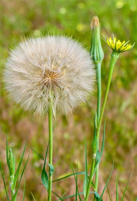 Dandelion Flower And Seed Head Stock Image Image Of Close Beautiful