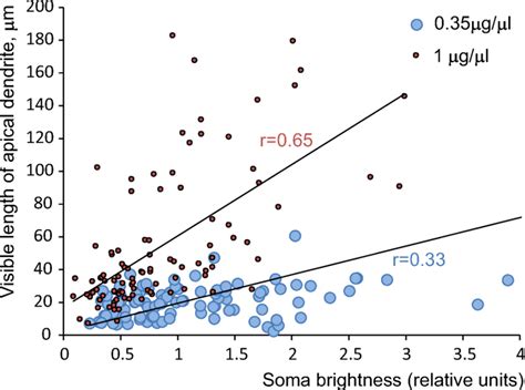 Dependence Of The Visible Length Of Apical Dendrite On Absolute Soma