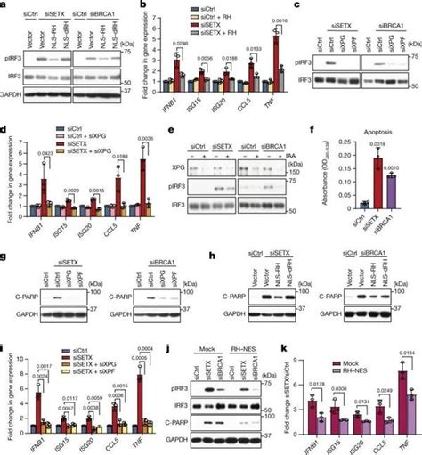 Nature R 环衍生的rna Dna杂交体激活免疫应答 知乎