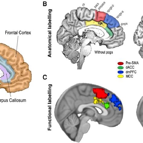 Connectivity Of The Dmpfcdacc Area Functional Connectivity Maps In Download Scientific