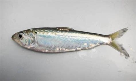 American Shad