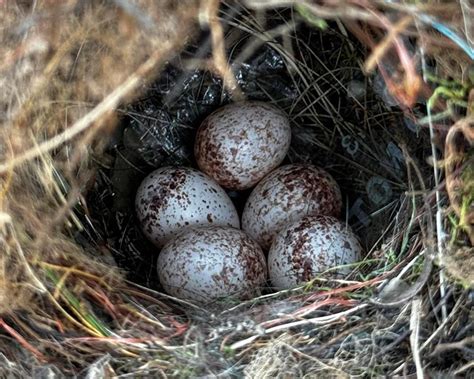 22 Questions Answered Helping Carolina Wrens Nest In Your Yard Avian