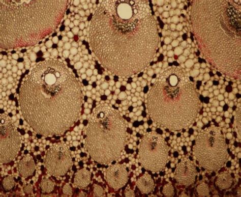 Cross Section Of Leaf Midrib Of Middle Segment Of Female Sukkary