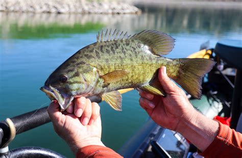 Offerings — Cloud Fly Fishing